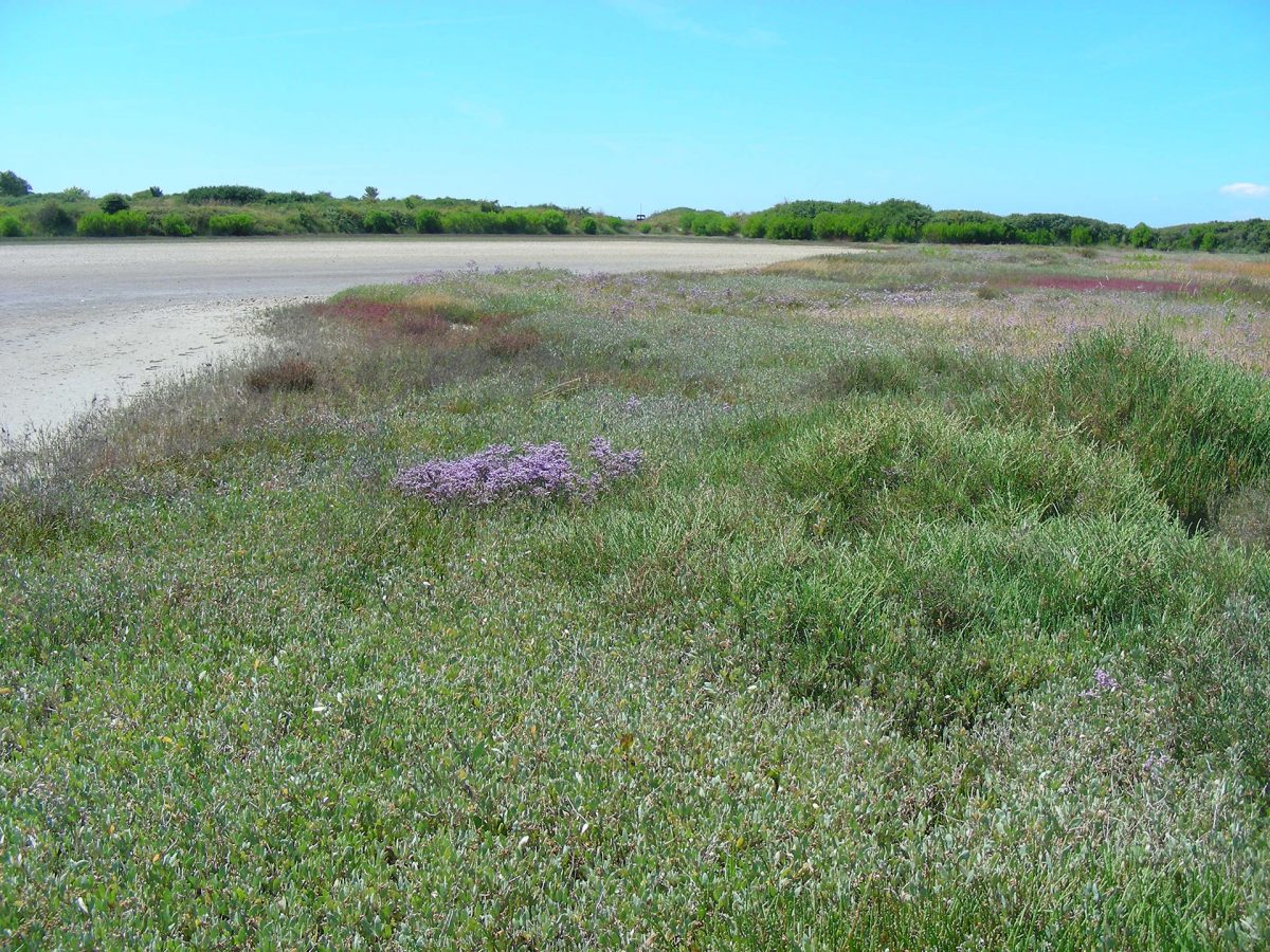 Habitats, Atlantic salt meadows, LIFE Sallina
