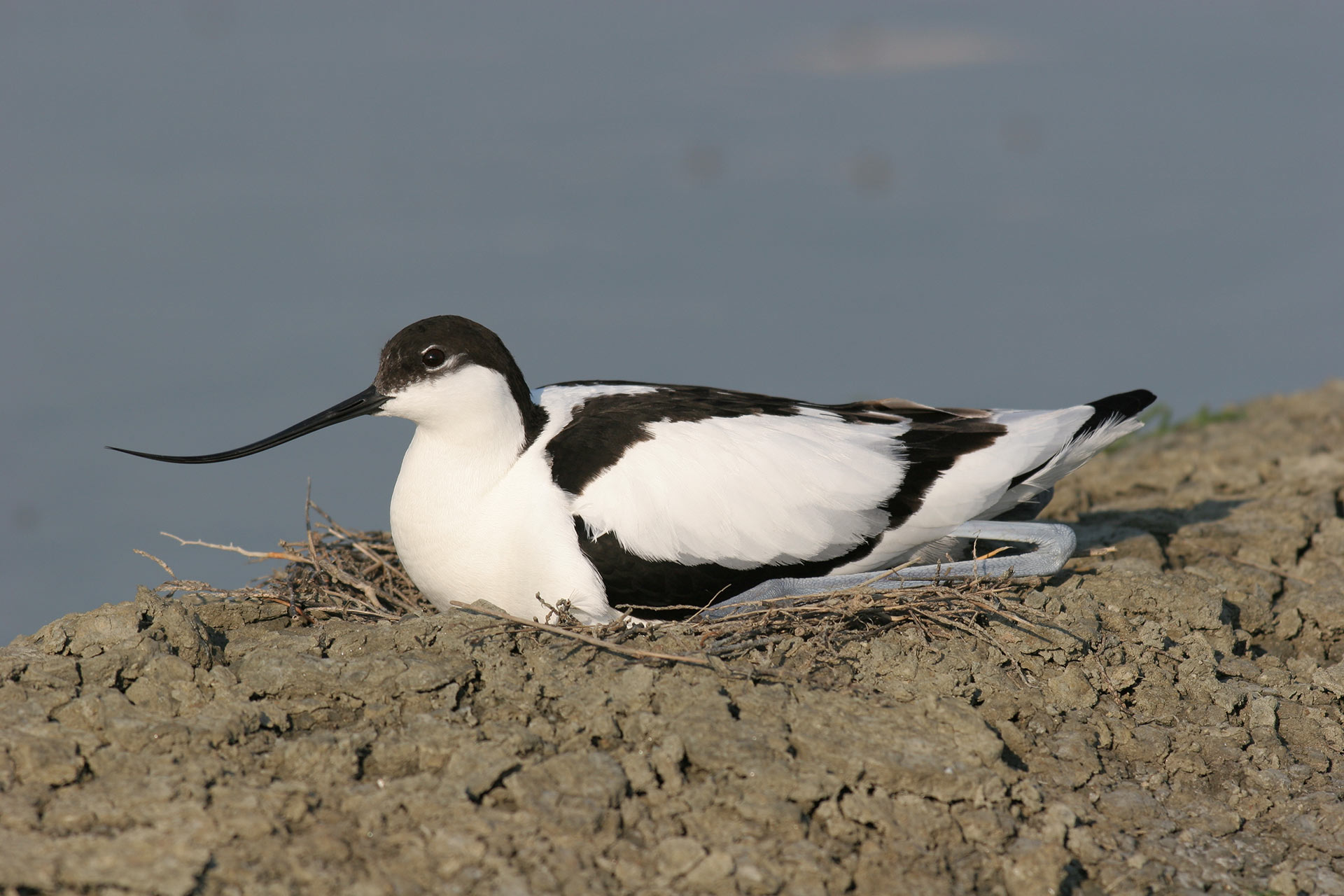 La Faune et la Flore, avocette élégante, LIFE Sallina