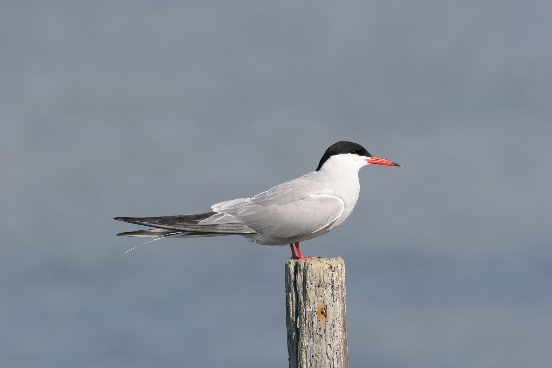 Fauna and Flora, The Common tern, LIFE Sallina