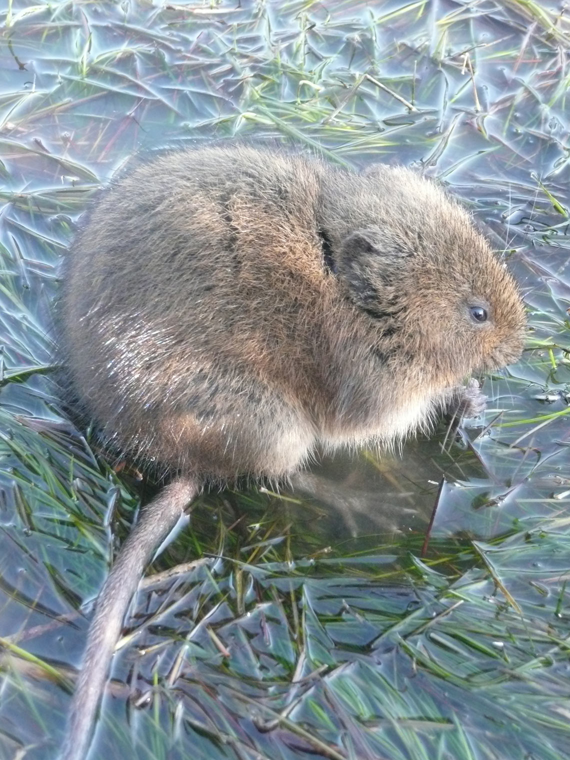 La Faune et la Flore, campagnol amphibie, LIFE Sallina