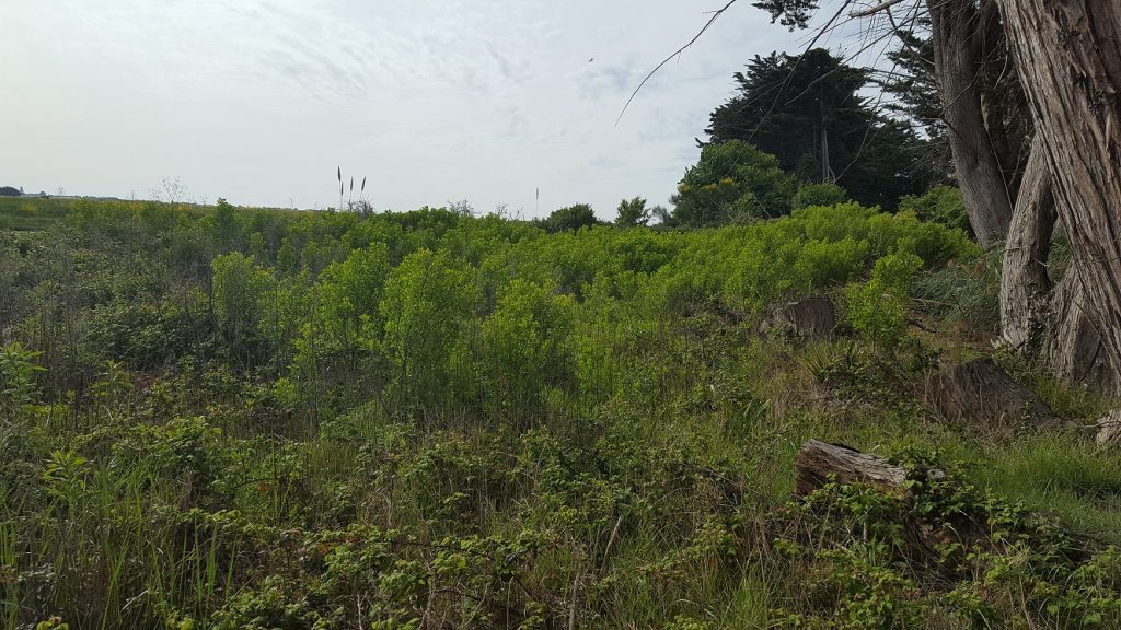 Les travaux, La gestion des espèces invasives, LIFE Sallina