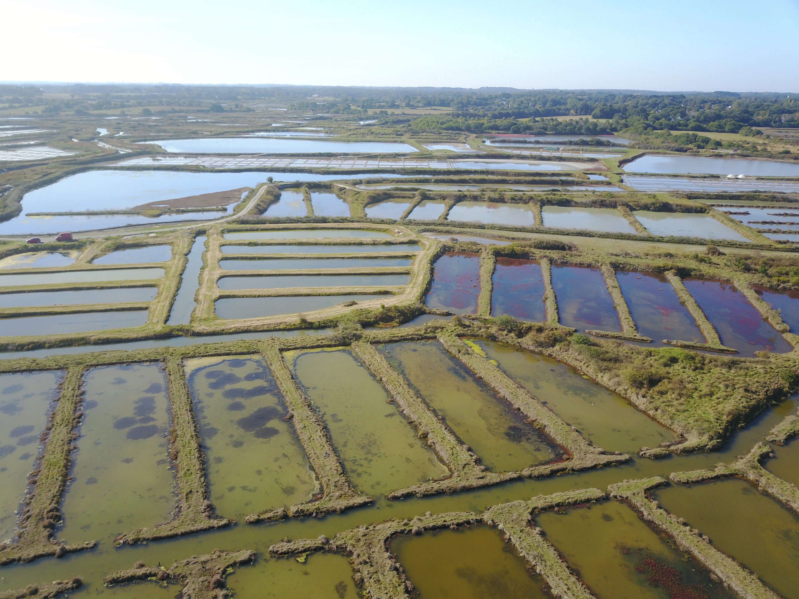 Animation - Balade dans le marais de Rostu - Life Sallina